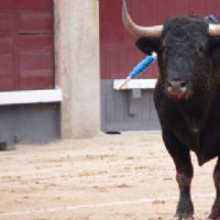 Spanish Bullfights - Vocab and everything you need to know - Spanish ...